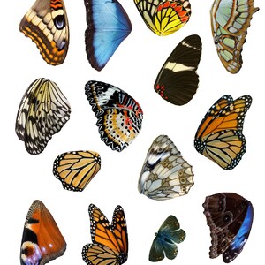 Colorful Butterfly and Moth Wings 29 Images From REAL Photos for Craft ...