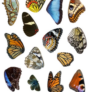 Colorful Butterfly and Moth Wings 29 Images From REAL Photos for Craft ...