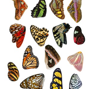 Colorful Butterfly and Moth Wings 29 Images From REAL Photos for Craft ...