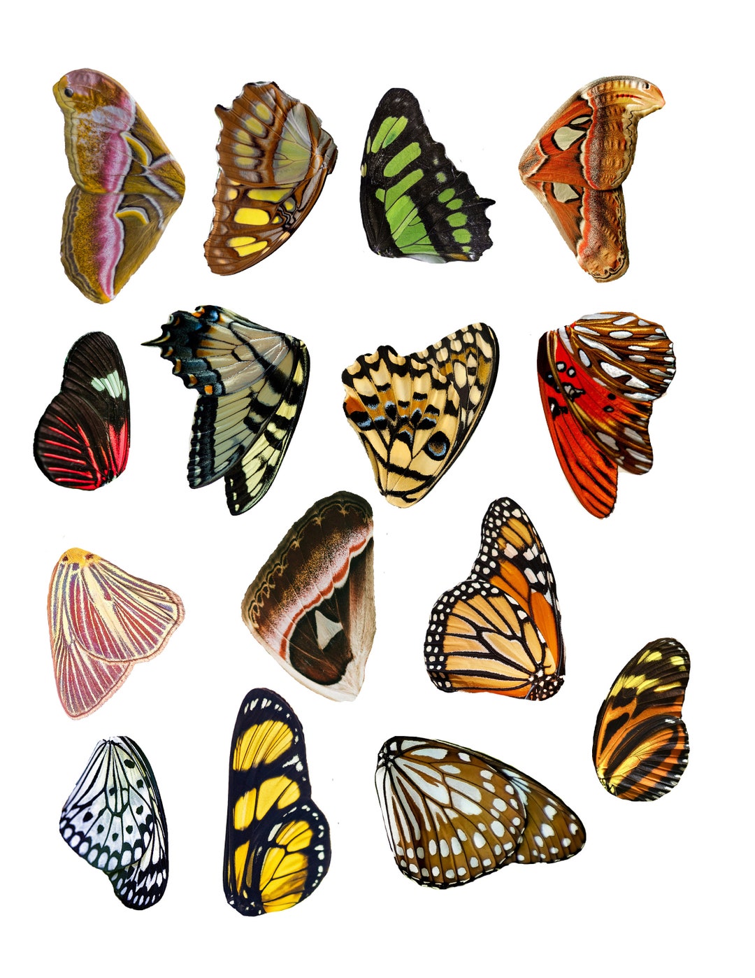 Colorful Butterfly and Moth Wings 29 Images From REAL Photos for Craft ...