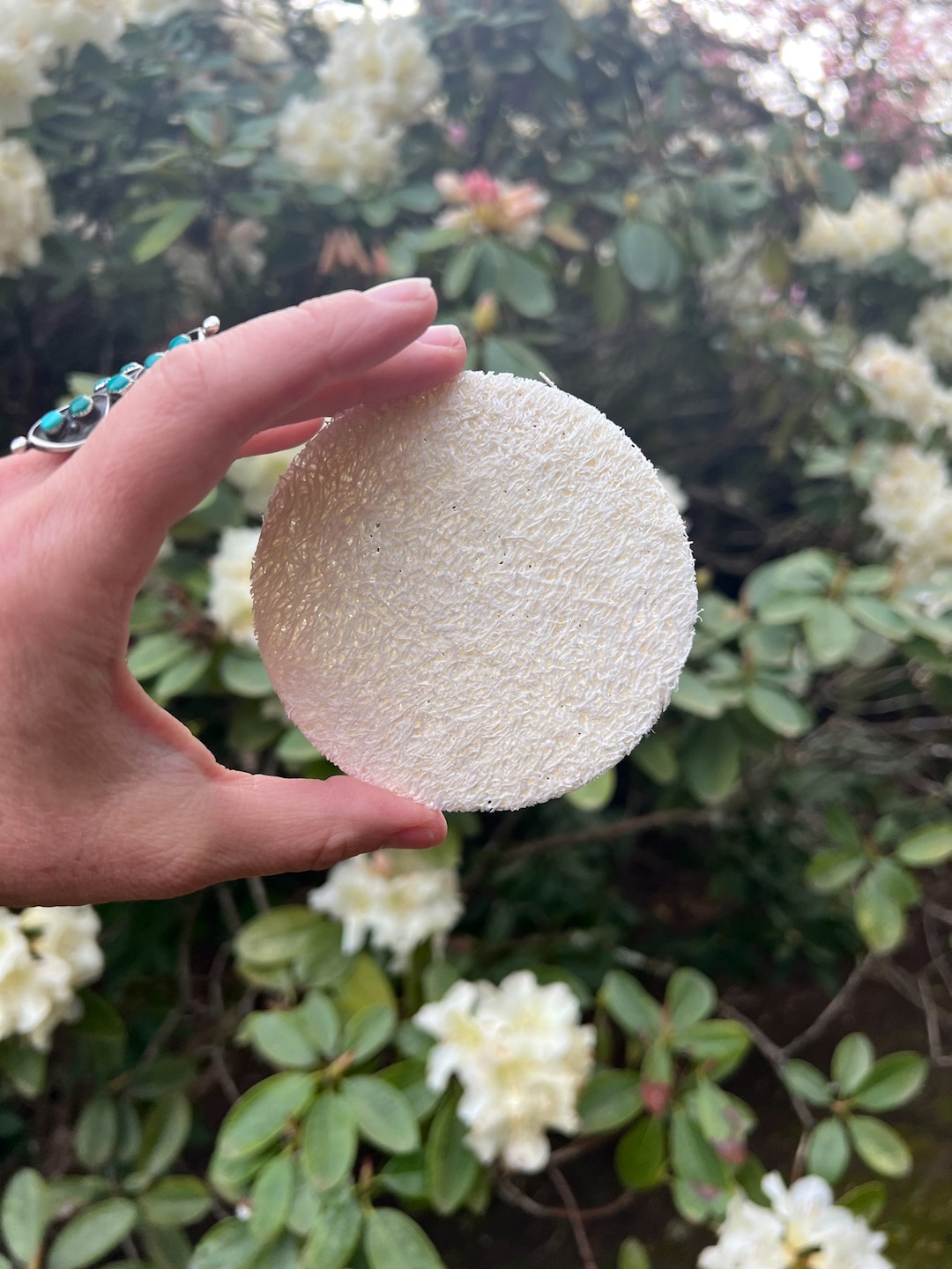 Facial Luffa Loofah Sponge 3.5" Round - USA Sustainably Grown - Natural ...