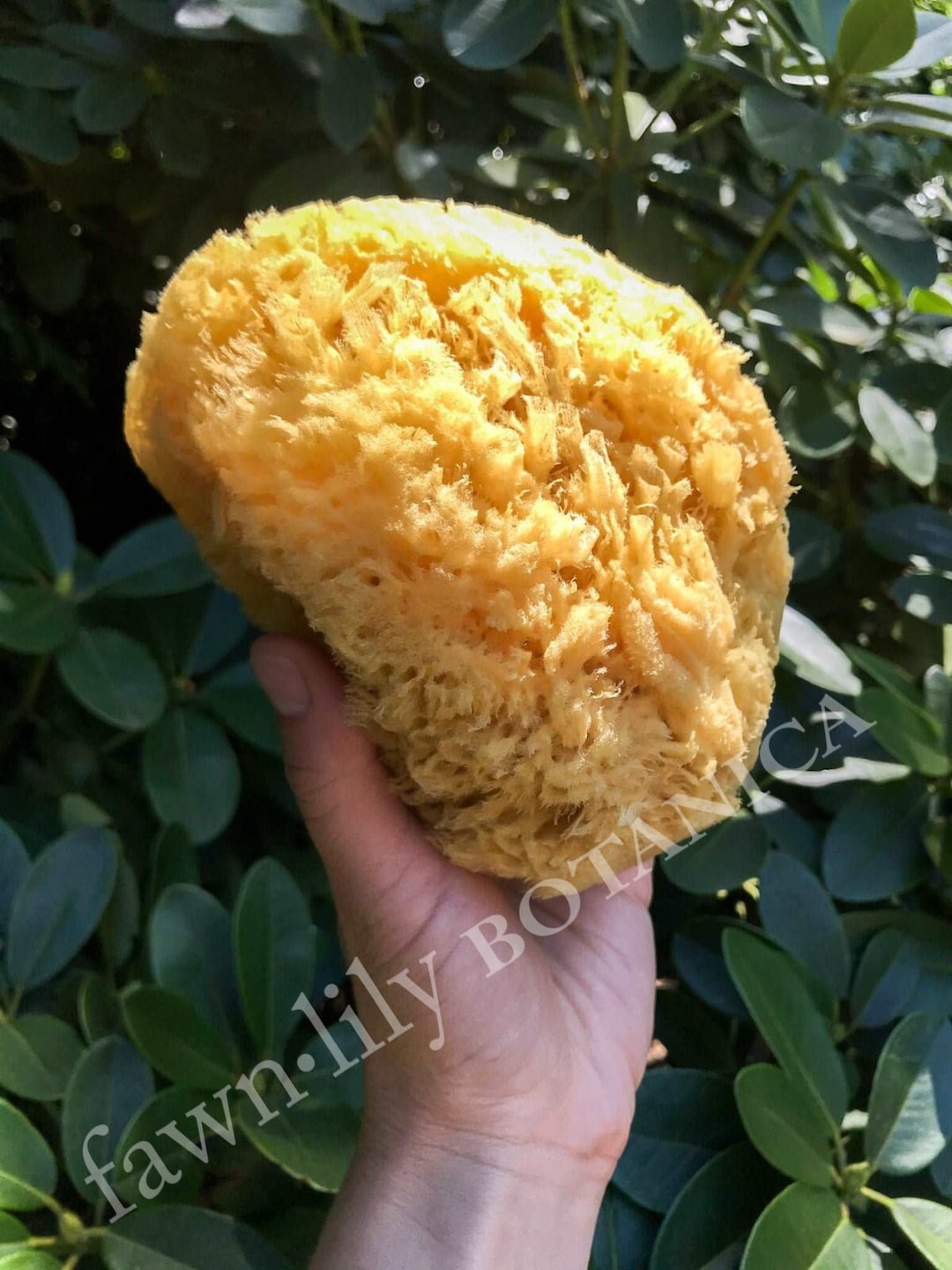 Natural & Sustainable Premium Bath Sea Sponges - Gentle Exfoliation for ...