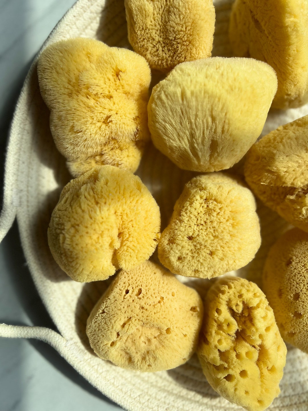 New! "baby Bath Size" Silk Sea Sponges, Caribbean - Sustainable Bathing ...
