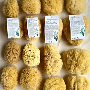 Sustainable Bath Sea Sponges - Natural Gentle Body Exfoliation for Bath ...