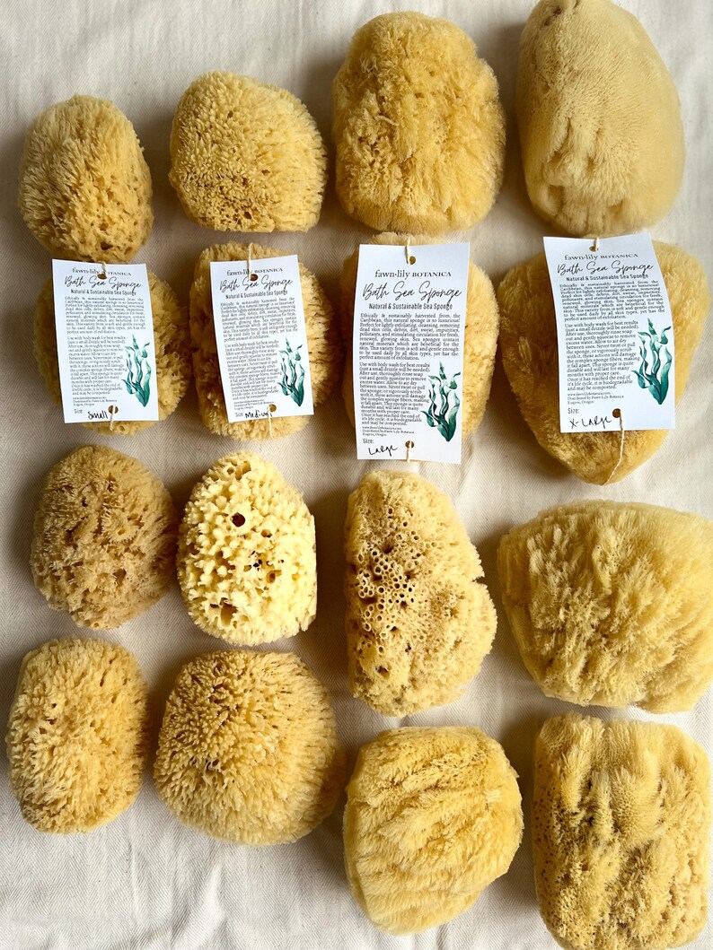 Sustainable Bath Sea Sponges - Natural Gentle Body Exfoliation for Bath ...