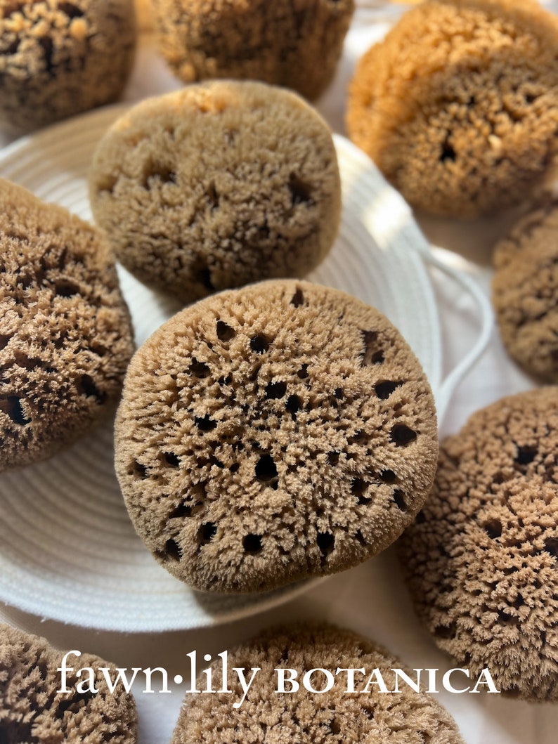 Unbleached "chocolate" Premium Bath Sea Sponges - Natural, Sustainable ...