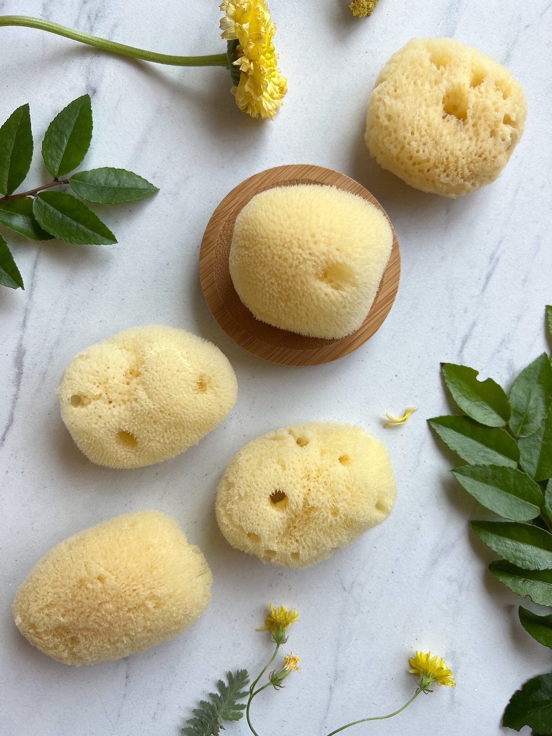 Silk Facial Sea Sponge - Sustainably Harvested Silk Sponge From the ...