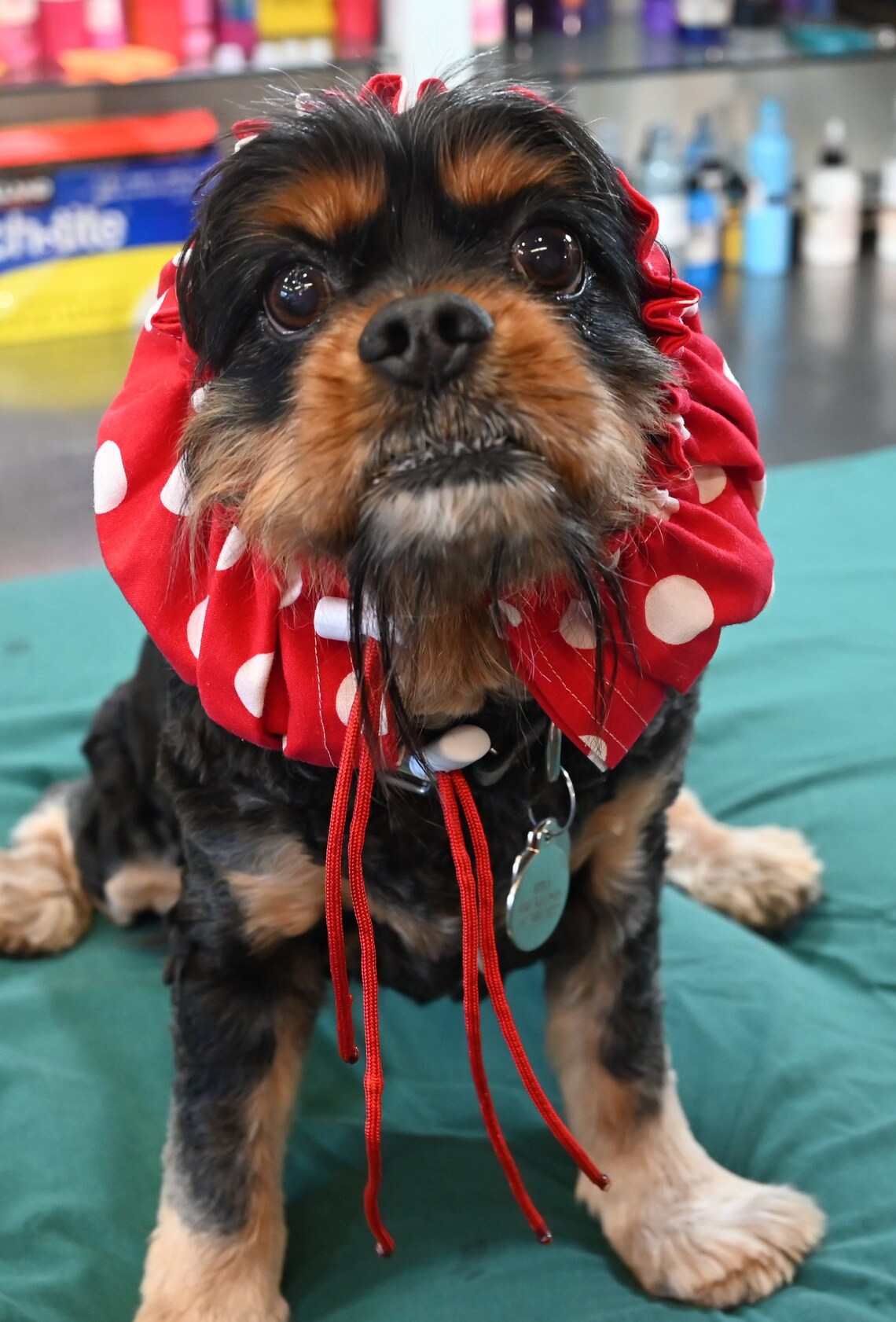 Mrs. Tyrrell's Small Dog Bath Cap Dog Snood Red Polka - Etsy