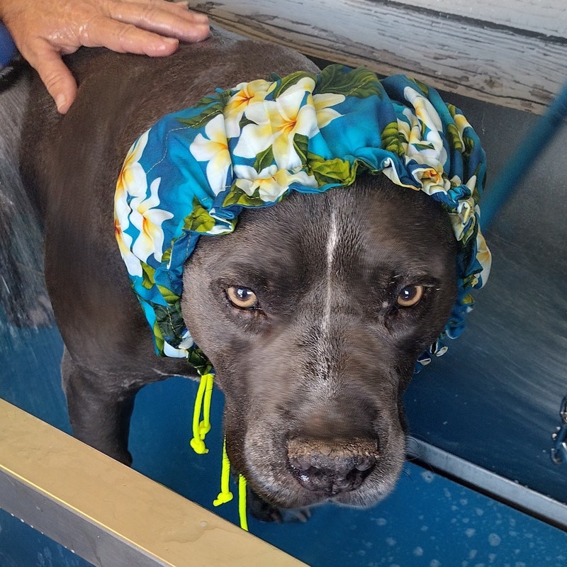 InkyCellsTattooCo - Etsy