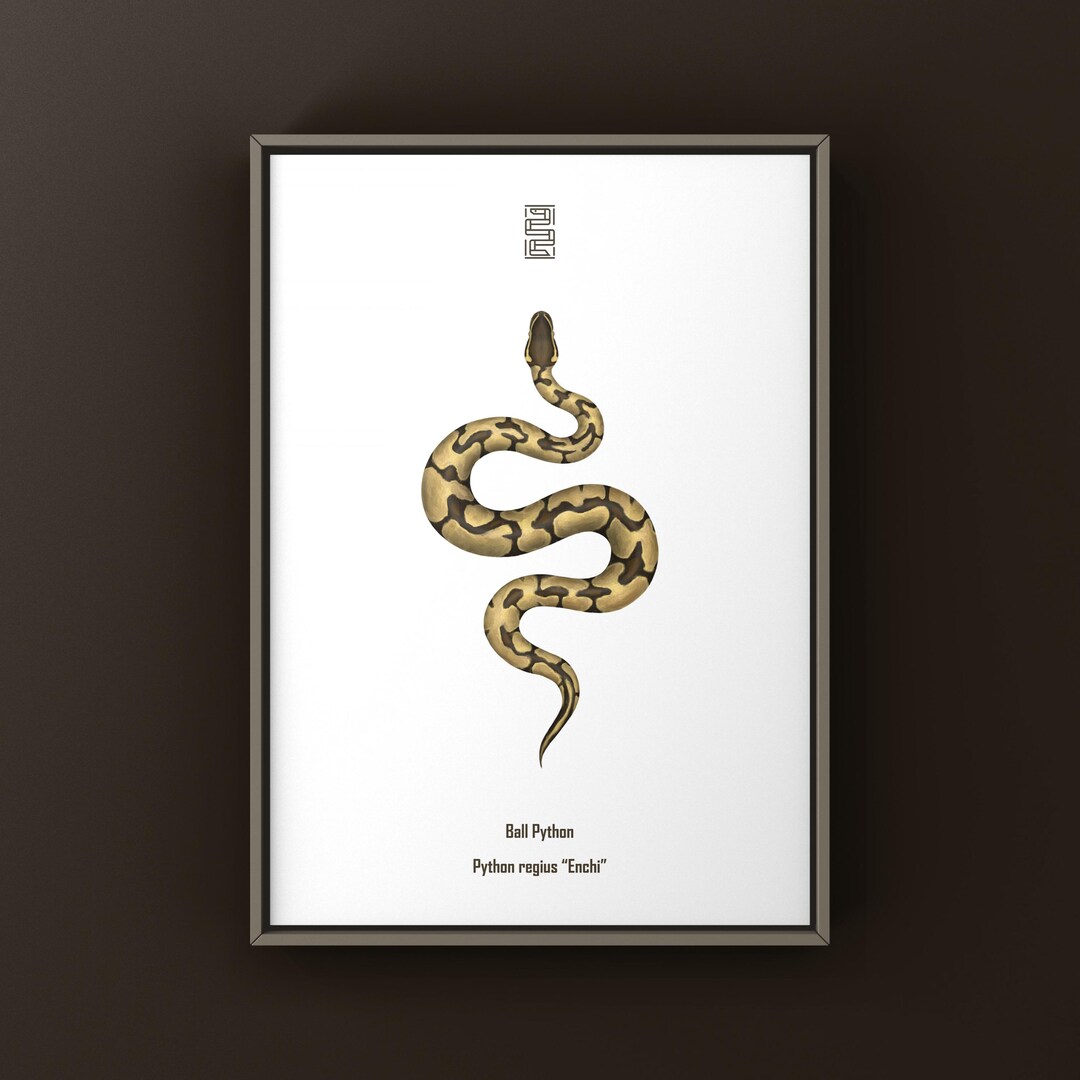 Enchi Ball Python Art Print, Biological Illustration, Snake Wall Decor ...