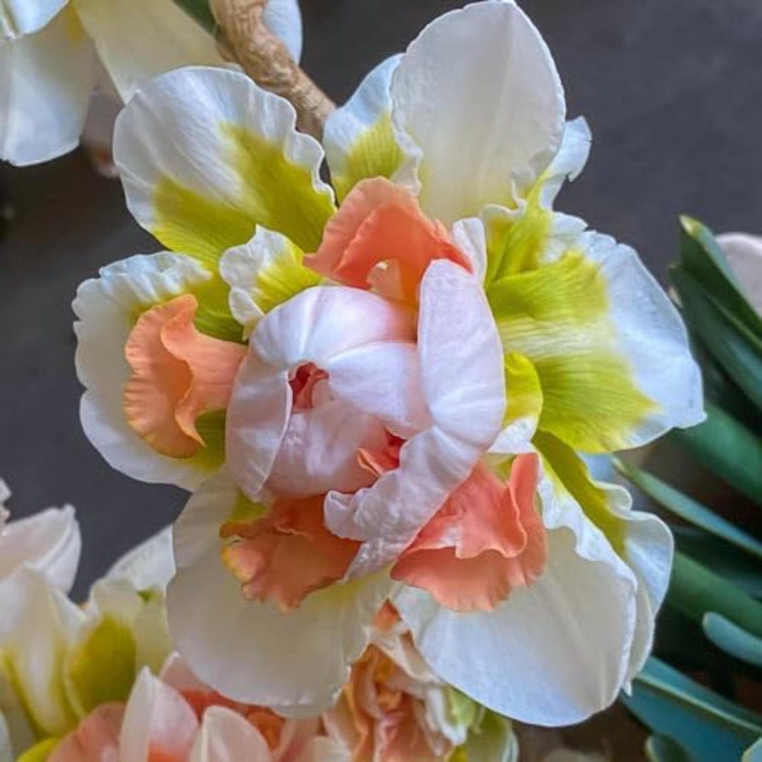 10 Replete Double Daffodil Bulbs – Colorful Spring Flower Bulbs for ...