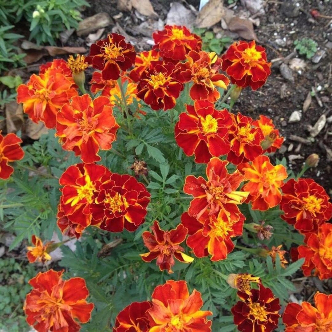 Mixed Colors French Dwarf Marigold Seeds for Planting Outdoor Garden ...
