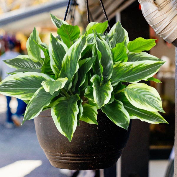 Outdoor Artificial Hosta - Etsy
