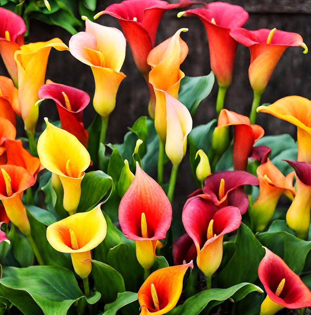 Calla Lily Seeds – Elegant Mixed Color Perennials - Etsy