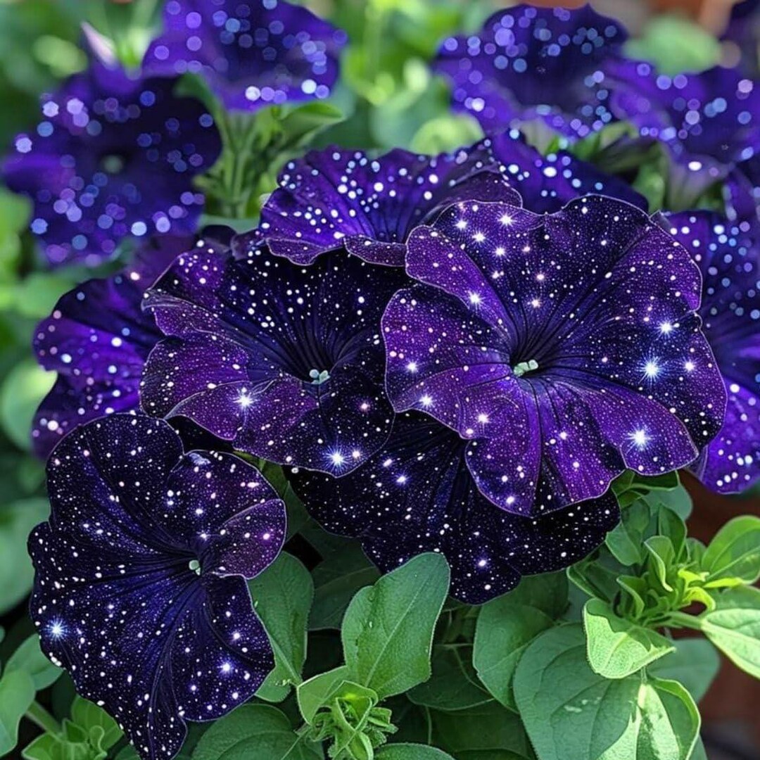 200+ Rare Night Sky Petunia Seeds – Annual Garden & Hanging Basket ...