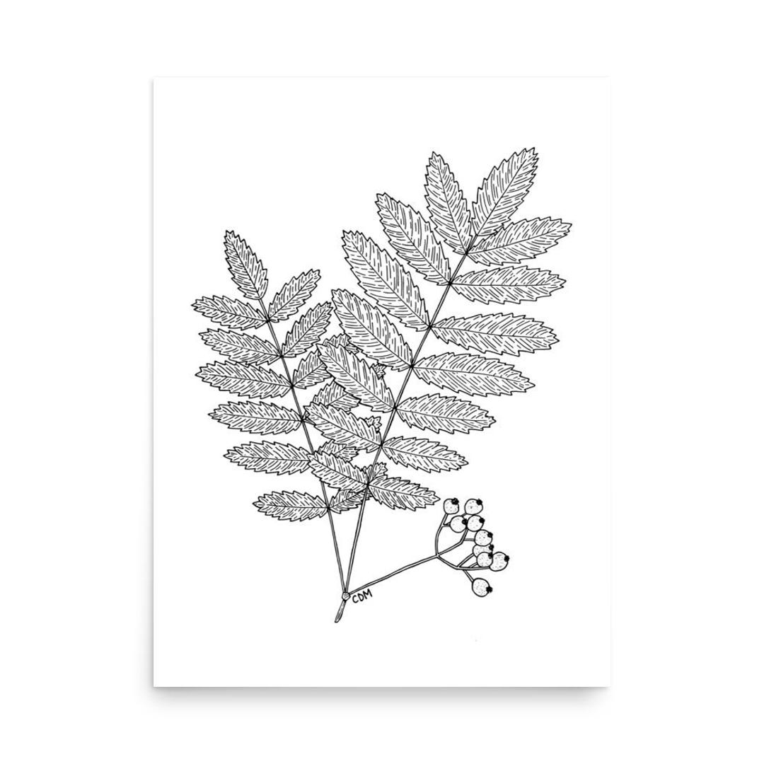 Minimal Sorbus Line Art Print | Hand Drawn Botanical Illustration ...