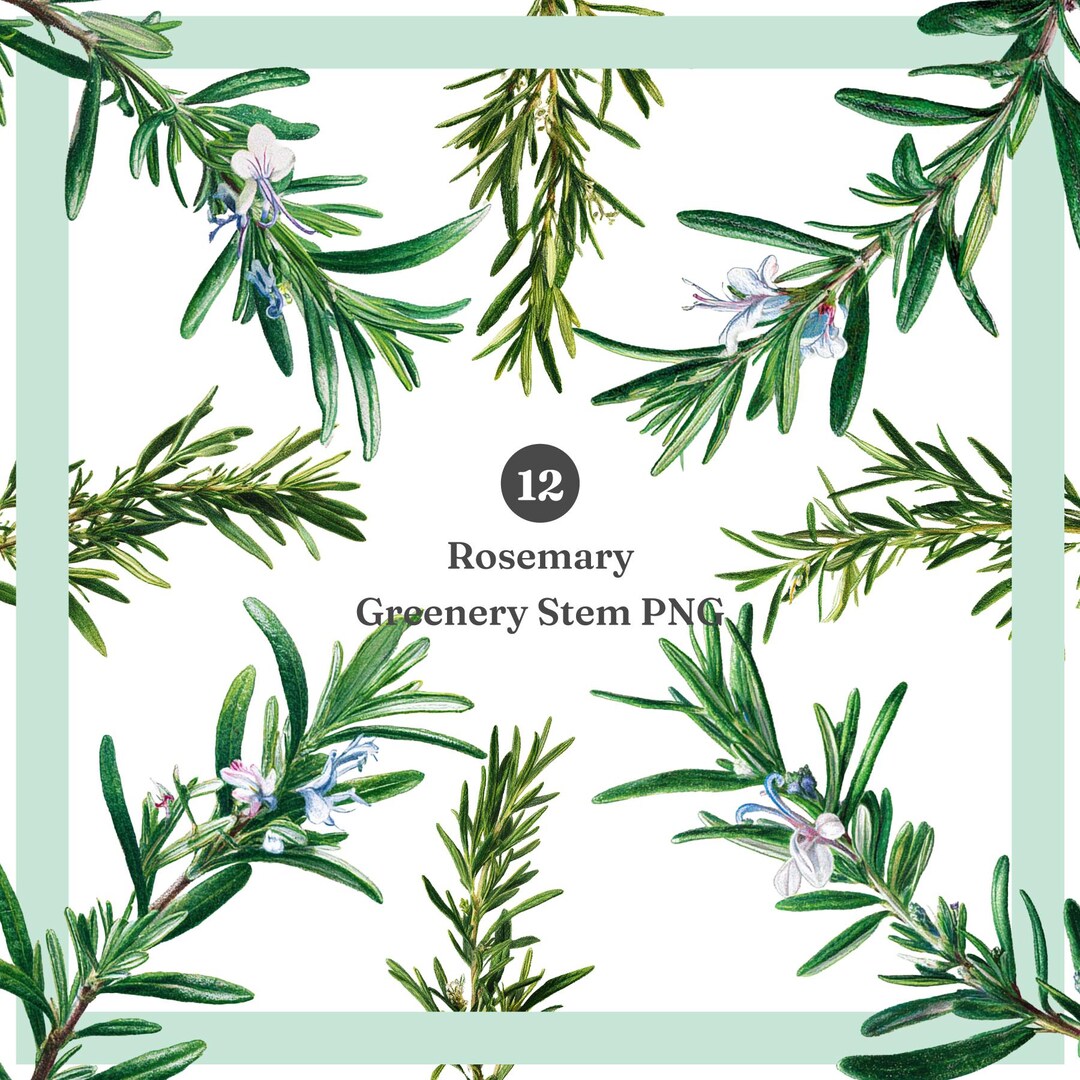 Rosemary Stem Clipart PNG, Single Greenery Element, Botanical Rosemary ...