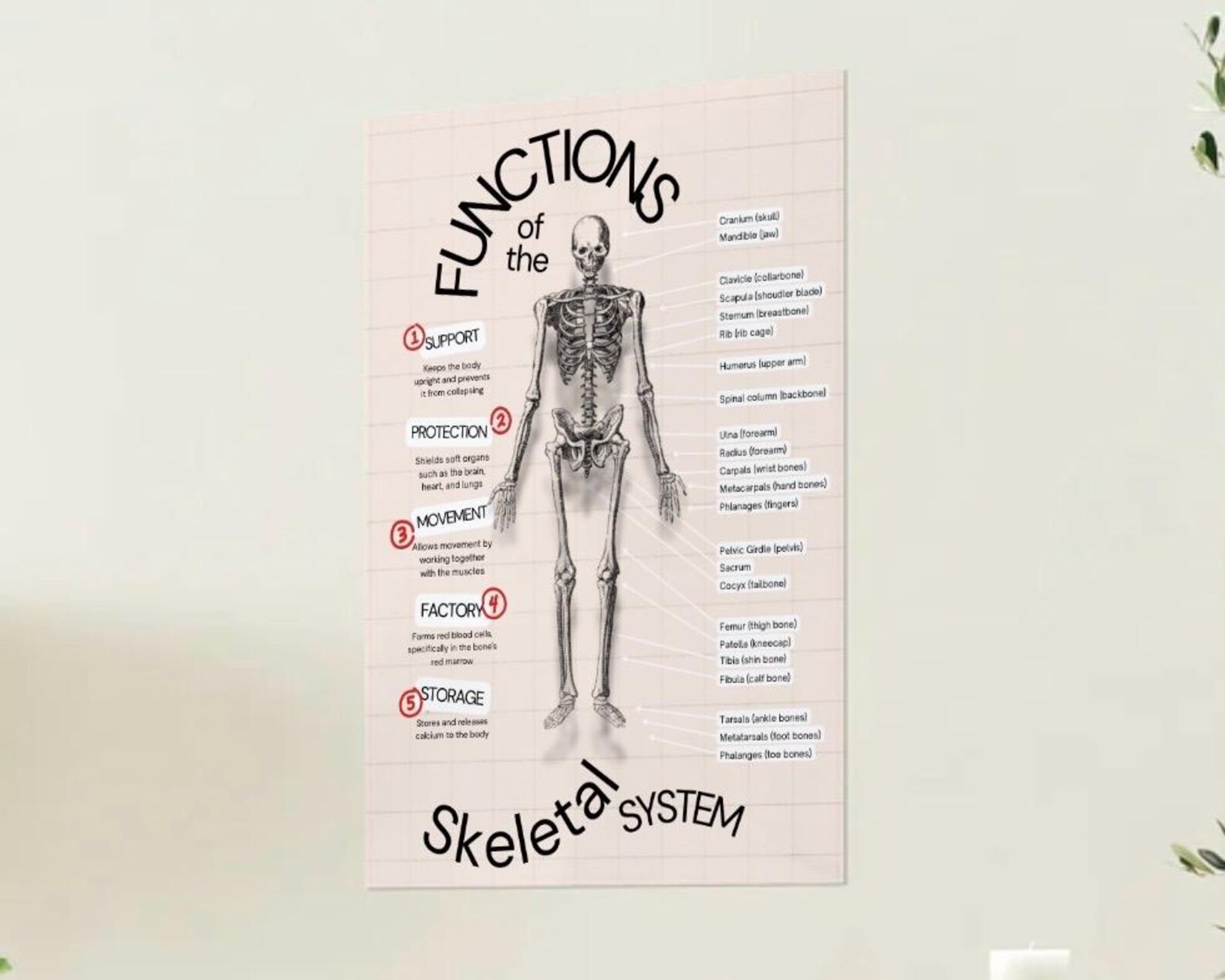 Skeletal System Revision Poster - Etsy