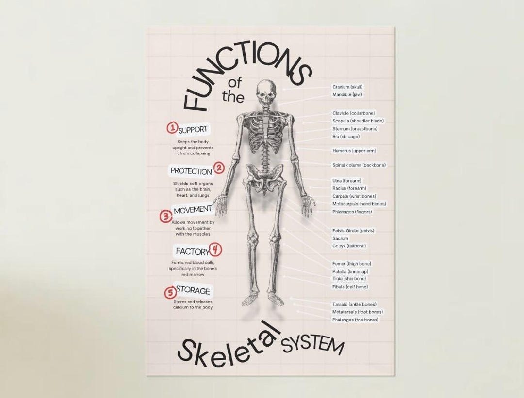 Skeletal System Revision Poster - Etsy