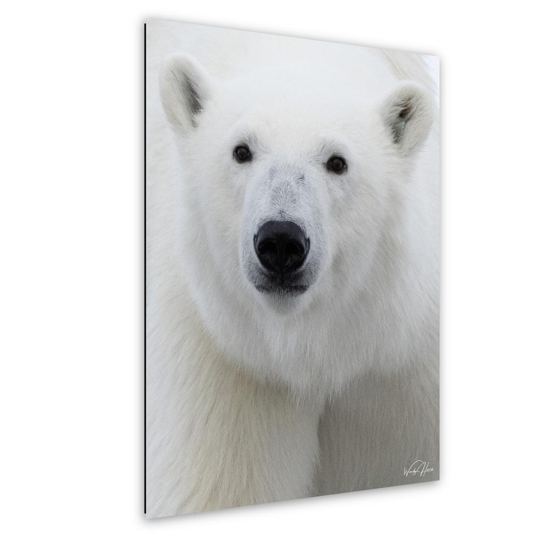 Polar Bear Portrait Svalbard Arctic Wildlife Photography - Etsy