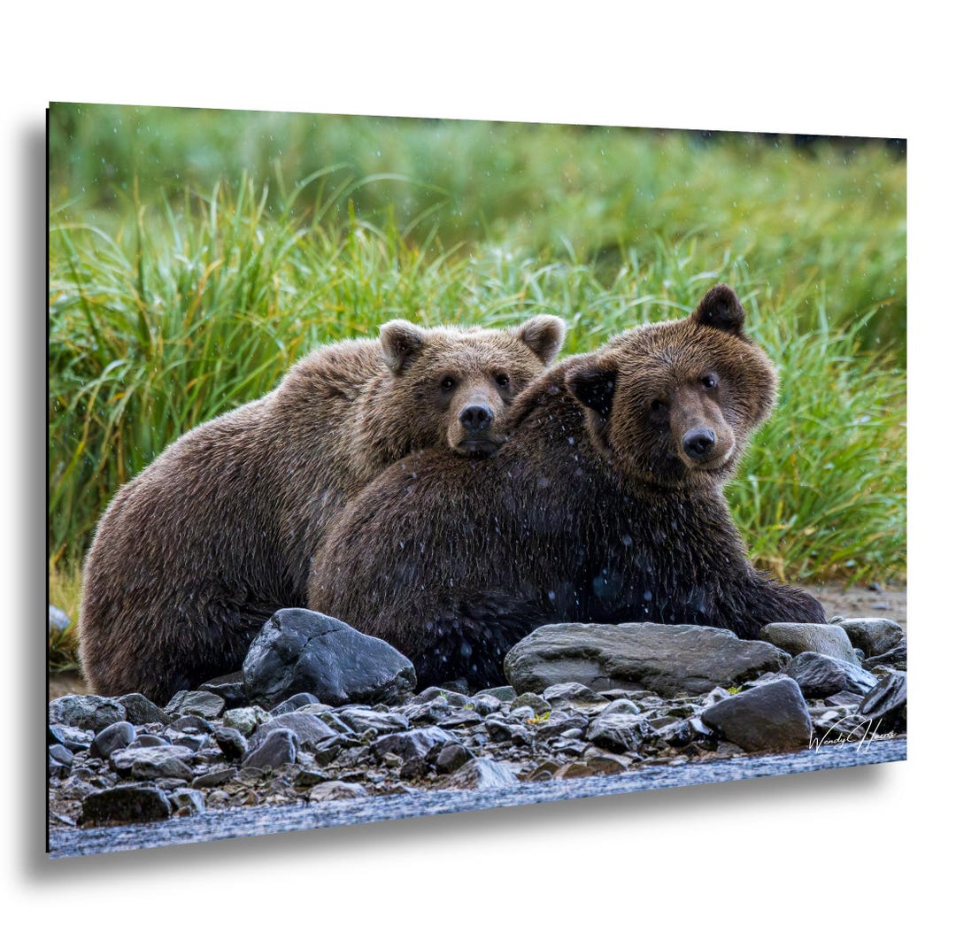 Alaska Brown Bear Mother and Cub Resting in Rain Wildlife Photograph - Etsy