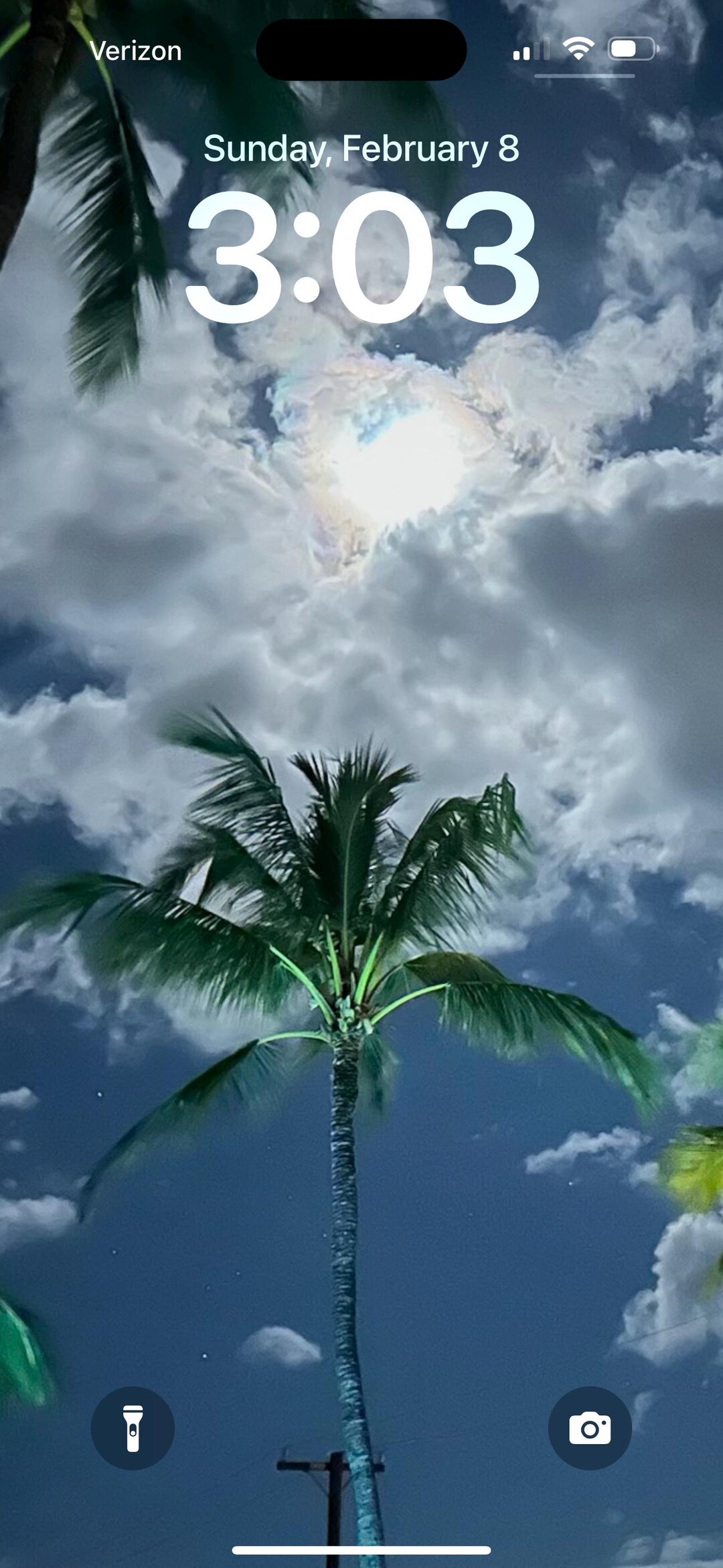 Maui Palm Tree Phone Wallpaper, Neutral Tropical Screen Saver (digital ...