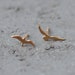 Gold Birds Studs Birds in Flight Earrings Asymmetrical Birds - Etsy