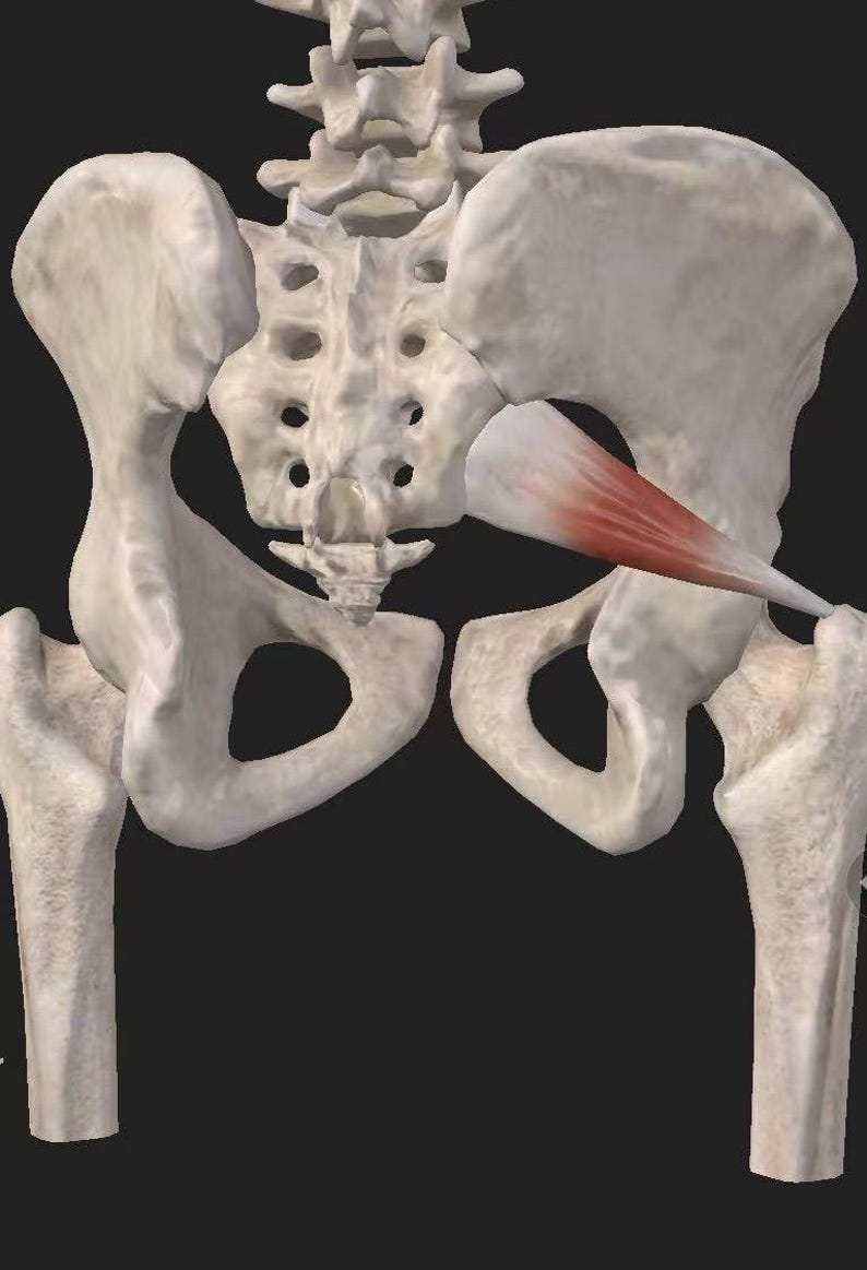 Piriformis Syndrome Self Treatment Guide | PDF Printable | Sciatica ...