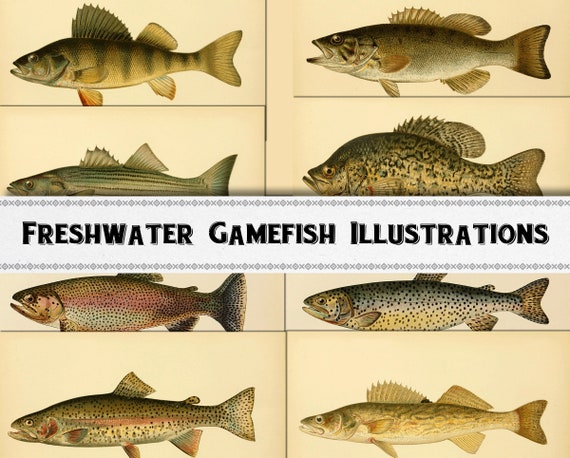Freshwater Game Fish Species