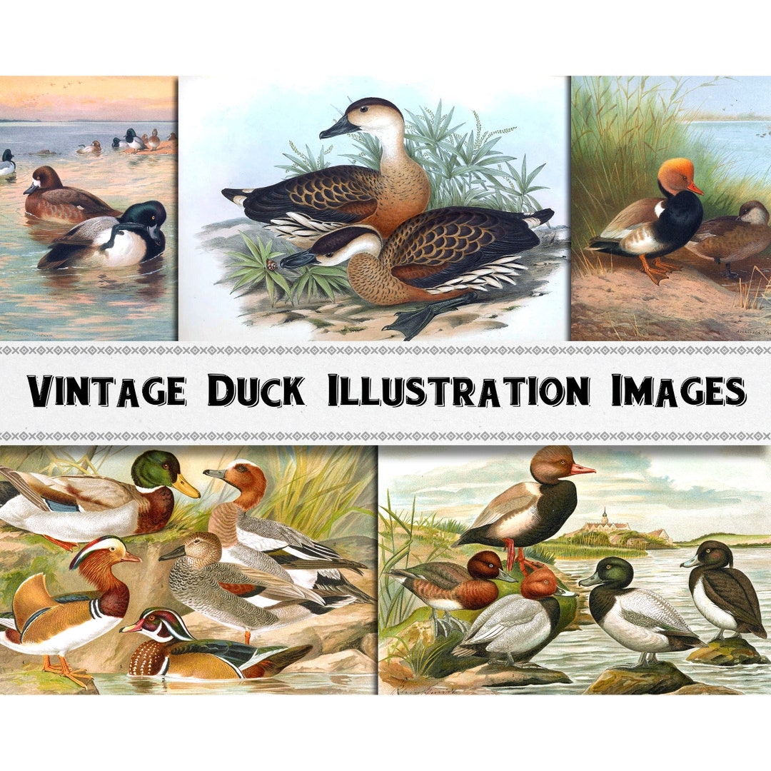 Vintage Duck Illustration Images / Digital Download / Commercial Use ...
