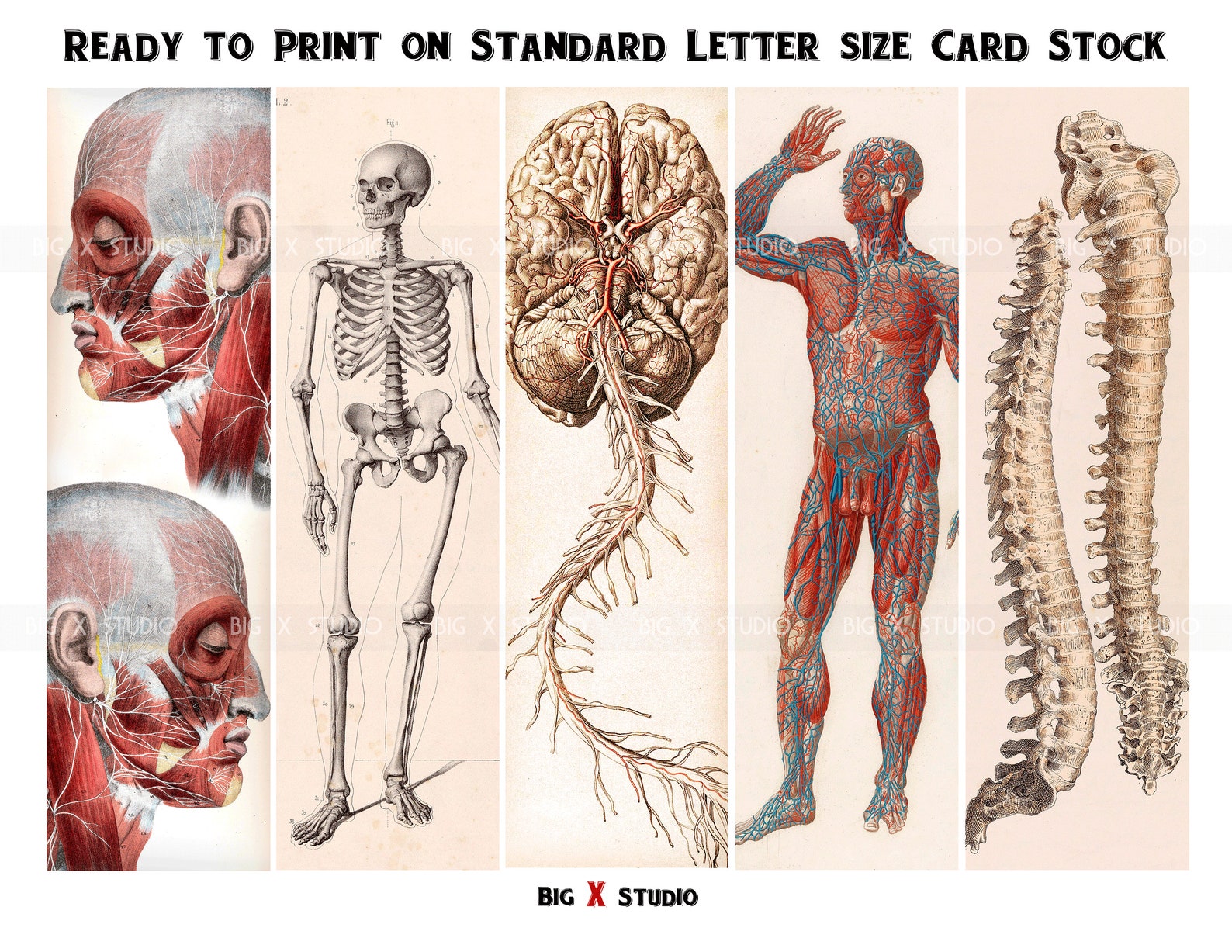 Vintage Anatomy Printable Bookmarks / Digital Download / - Etsy