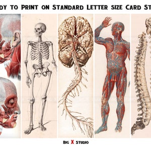Vintage Anatomy Printable Bookmarks / Digital Download / Medical Gift ...