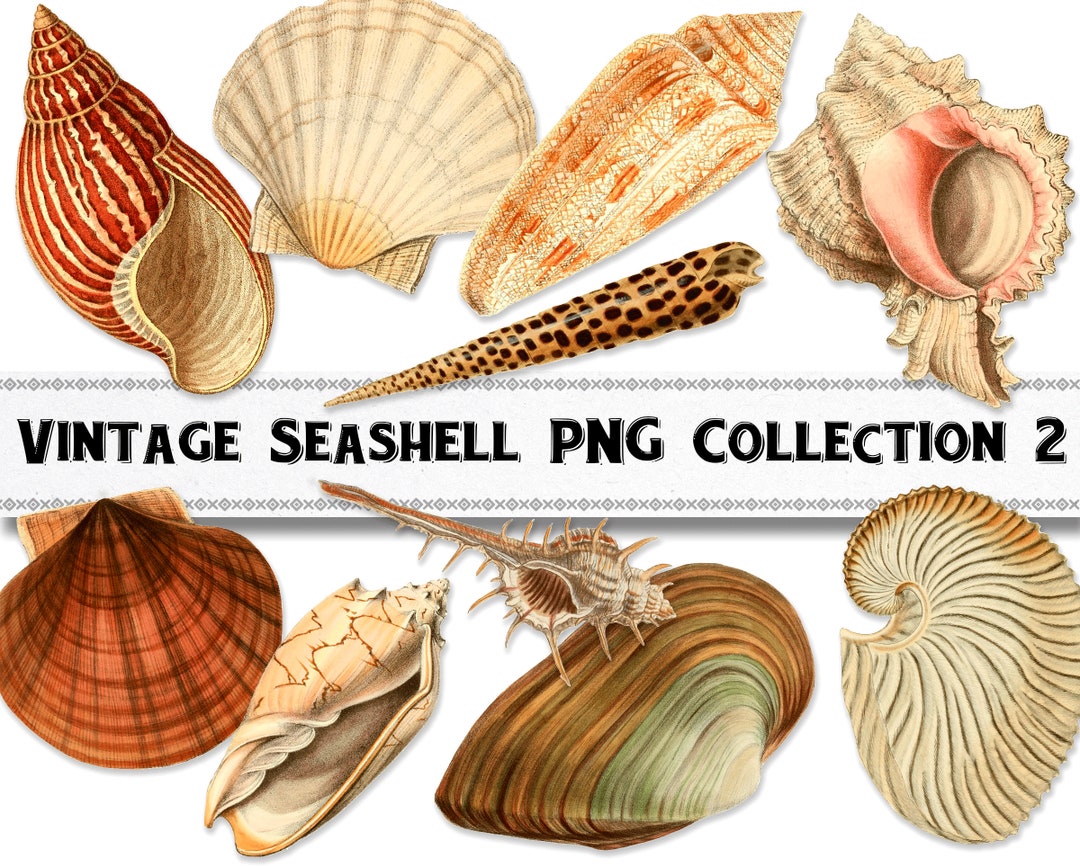 Vintage Sea Shell Illustration PNG Images Set 2 Digital - Etsy