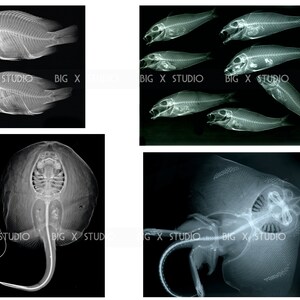 Sea Creature Skeleton X-ray Images / Digital Download / Commercial Use ...