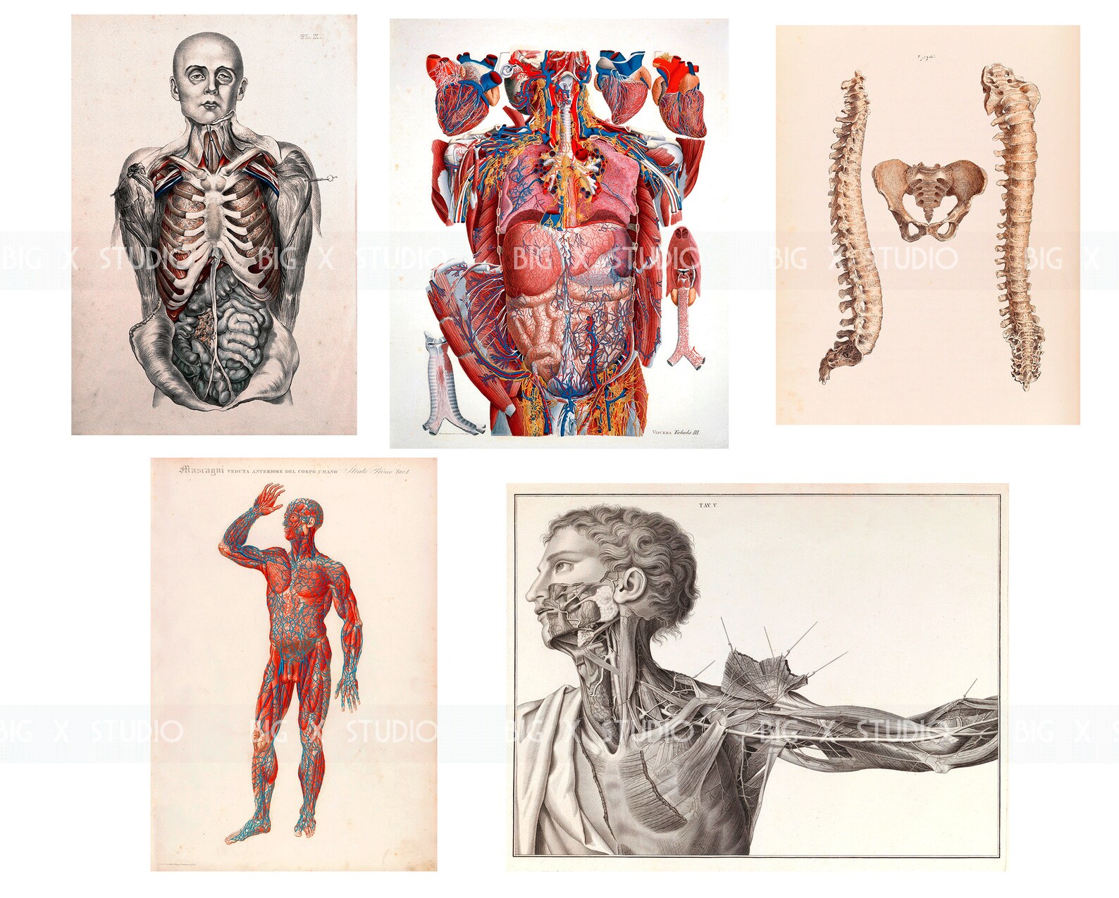 Anatomical Chart Drawing Images Set 2 / Digital Download / Commercial ...