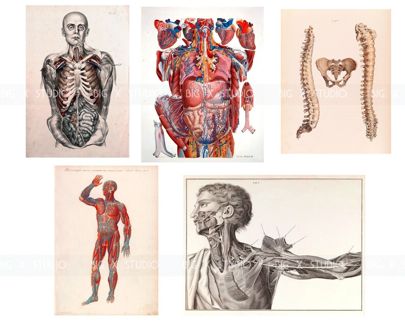 Anatomical Chart Drawing Images Set 2 / Digital Download / - Etsy