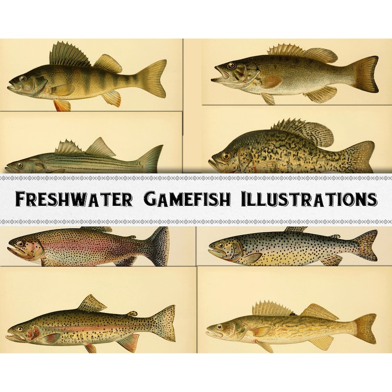 River Fish Drawings - Etsy