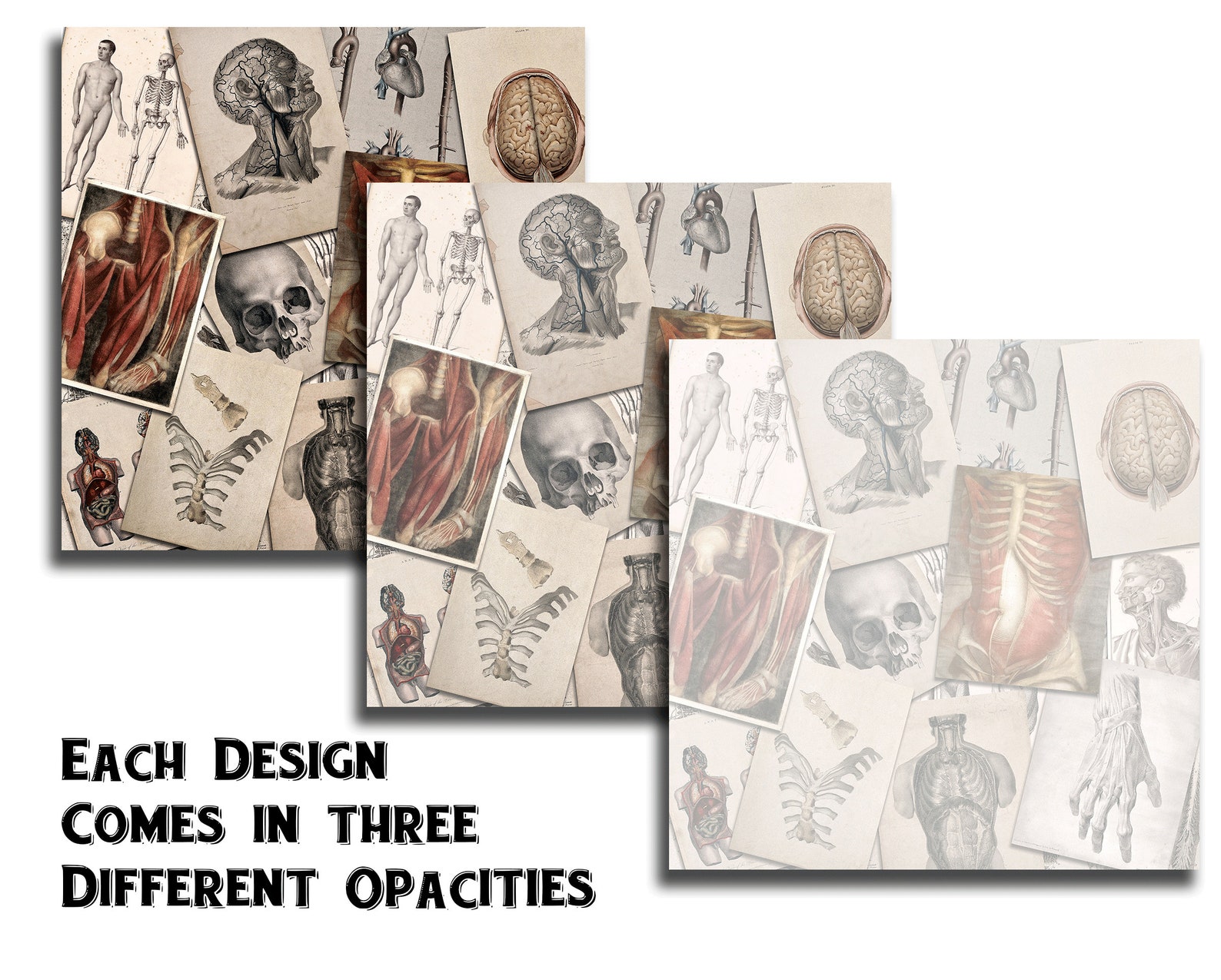 Vintage Human Anatomy Digital Papers / Skeleton Scrapbook Journal ...
