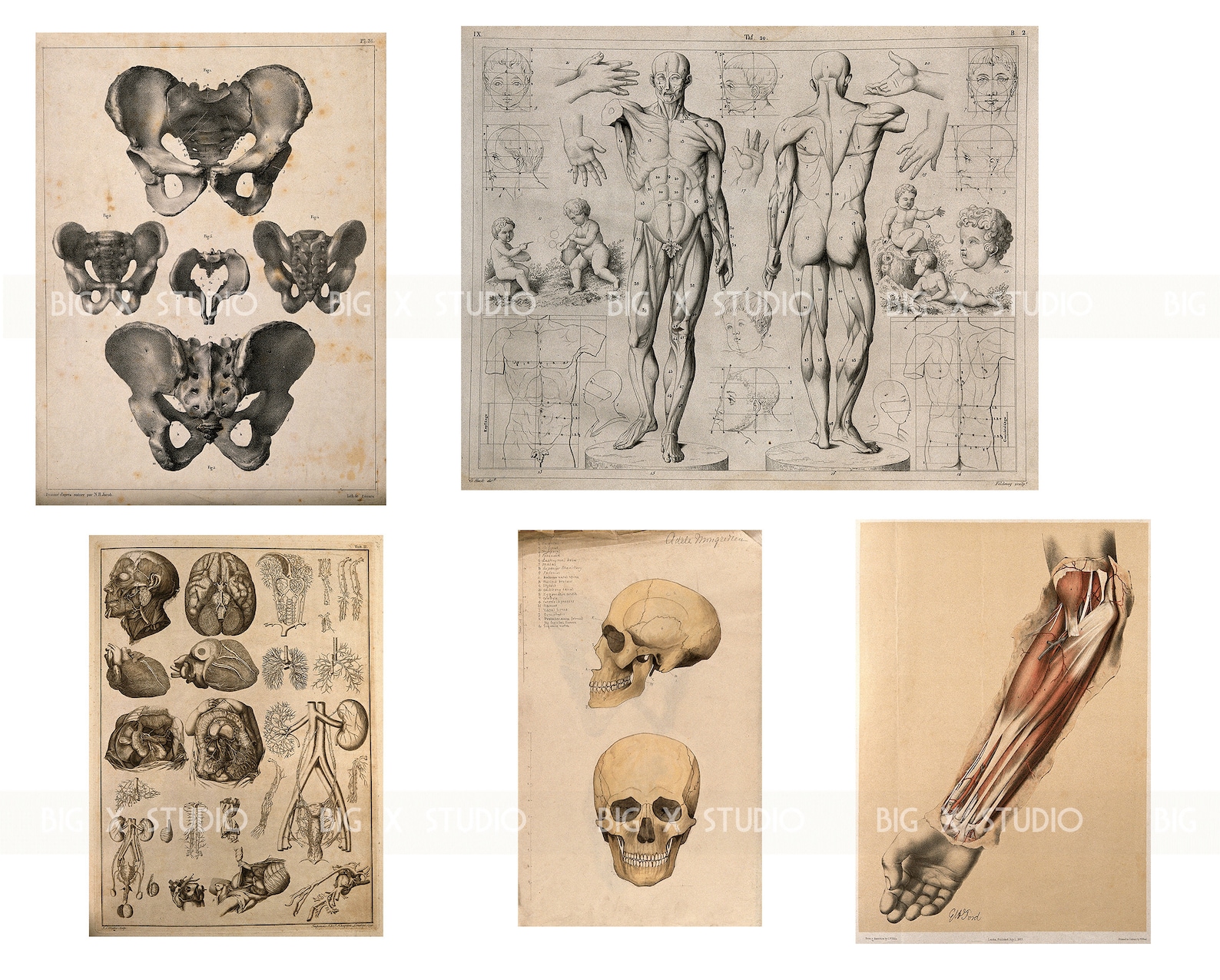 Anatomical Chart Drawing Images / Digital Download / - Etsy