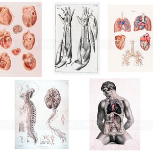 Anatomical Chart Drawing Images Set 2 / Digital Download / Commercial ...