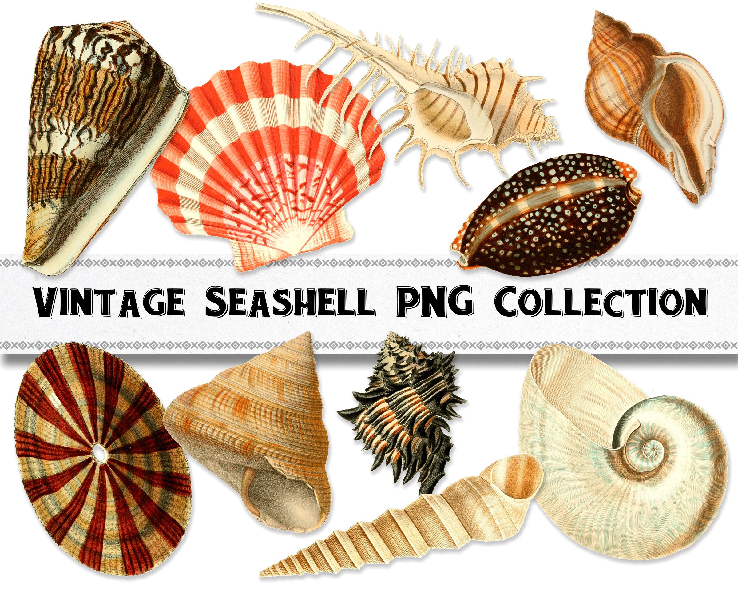 Vintage Shell Illustration
