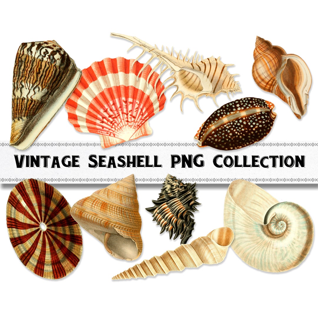 Vintage Sea Shell Illustration PNG Images, Digital Download, Commercial ...