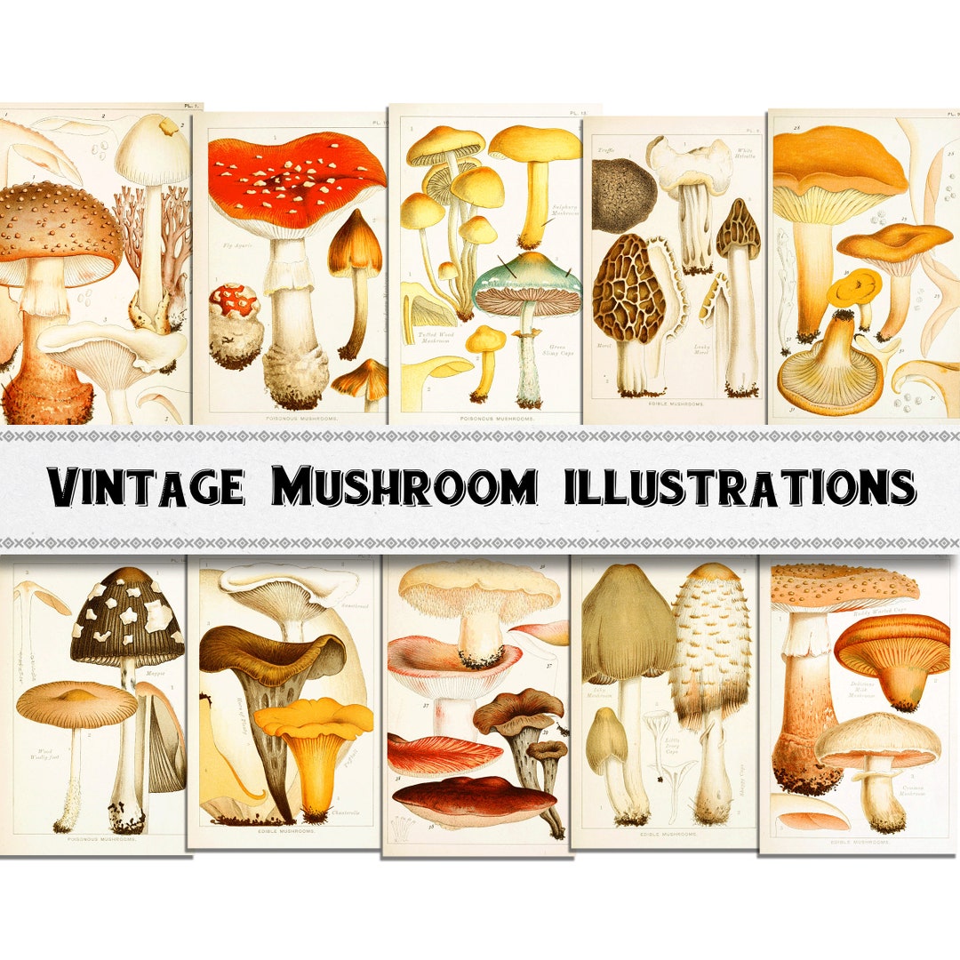 Vintage Mushroom Illustration Images / Digital Download / Commercial ...