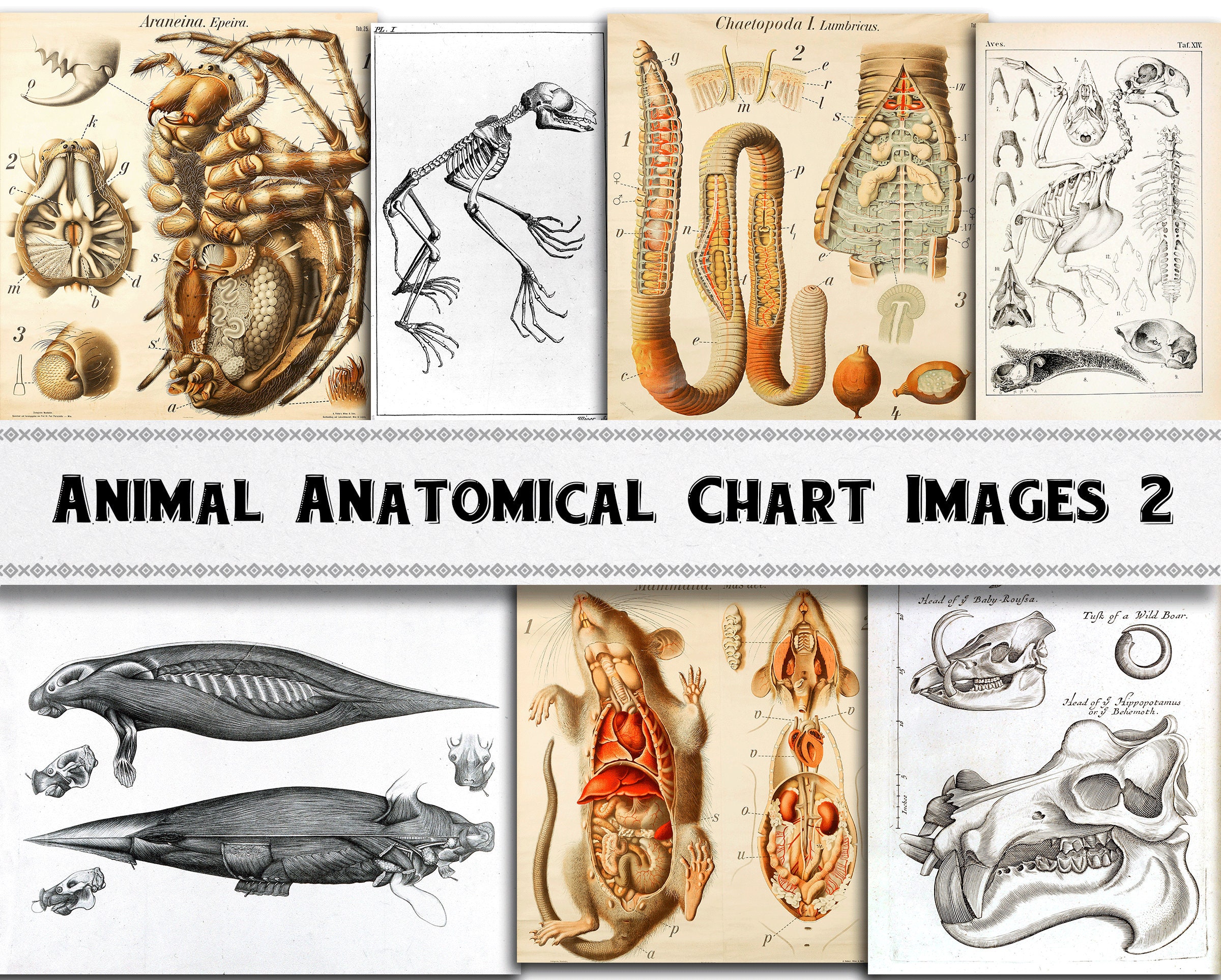 Animal Anatomy Images Set 2 / Digital Download / Commercial | Etsy
