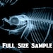 Sea Creature Skeleton X-ray Images / Digital Download / Commercial Use ...