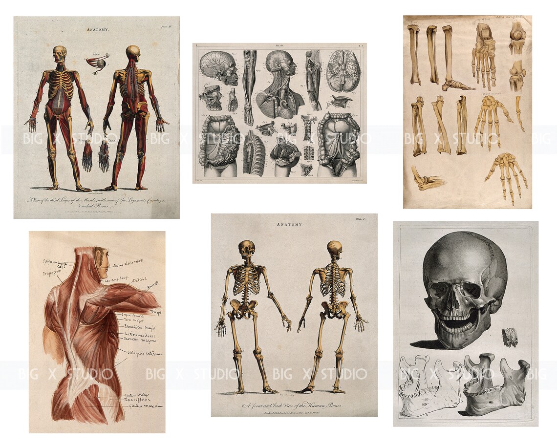 Anatomical Chart Drawing Images / Digital Download / - Etsy