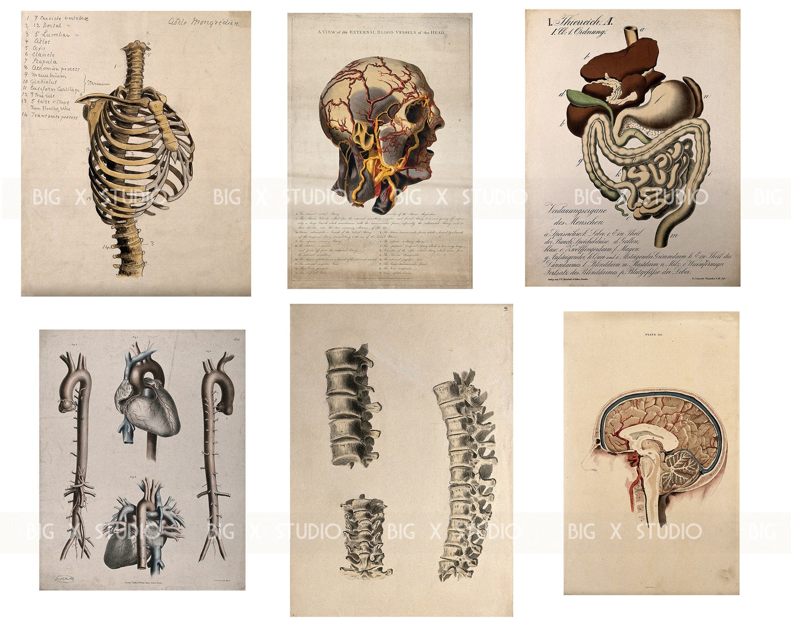 Anatomical Chart Drawing Images / Digital Download / - Etsy