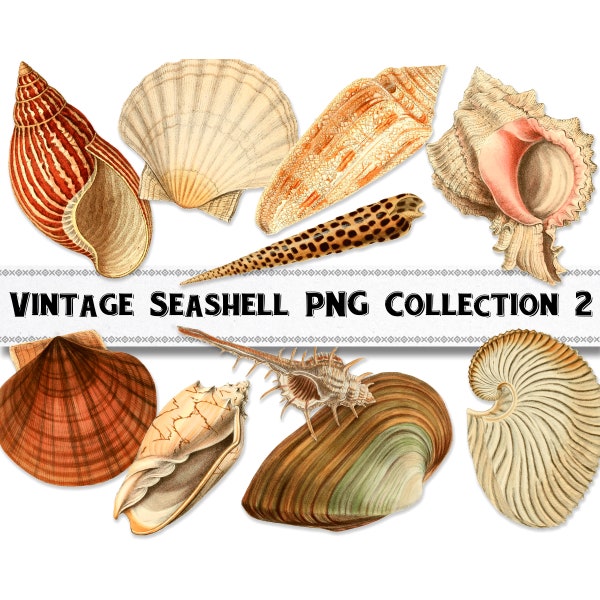 Shell Clipart - Etsy