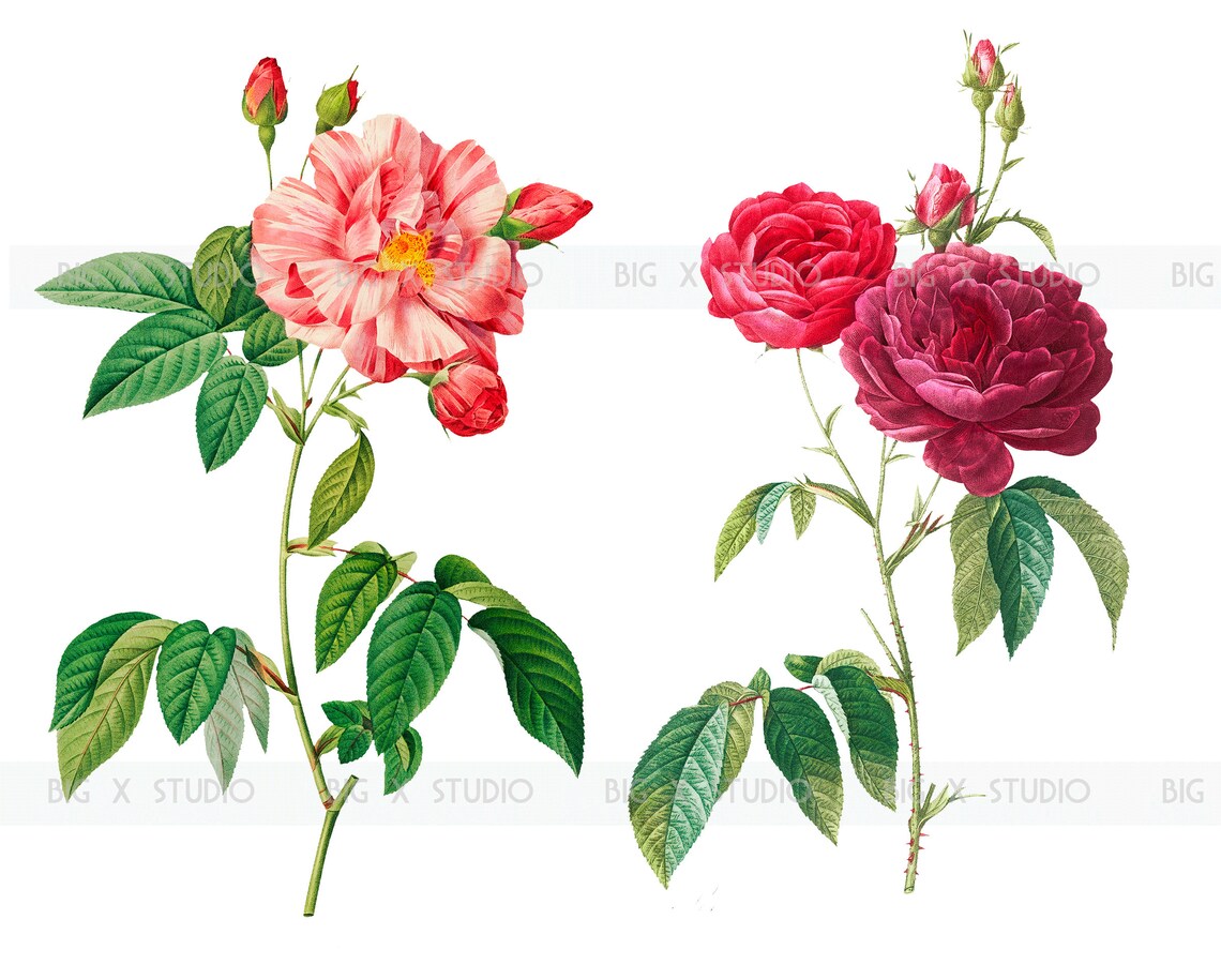 Vintage Rose Illustration PNG Images / Digital Download / - Etsy