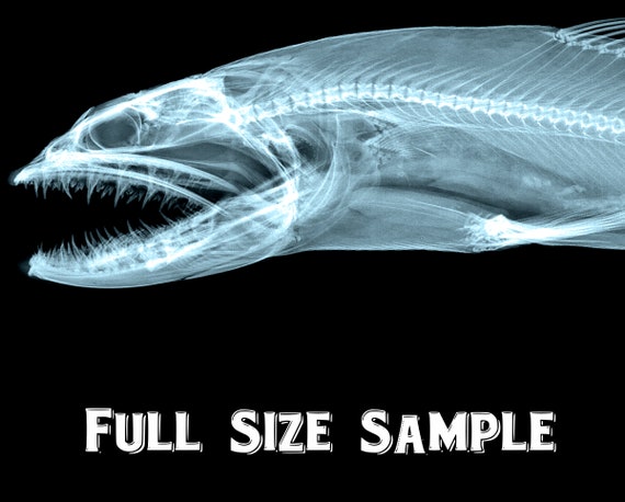 X Ray Shark